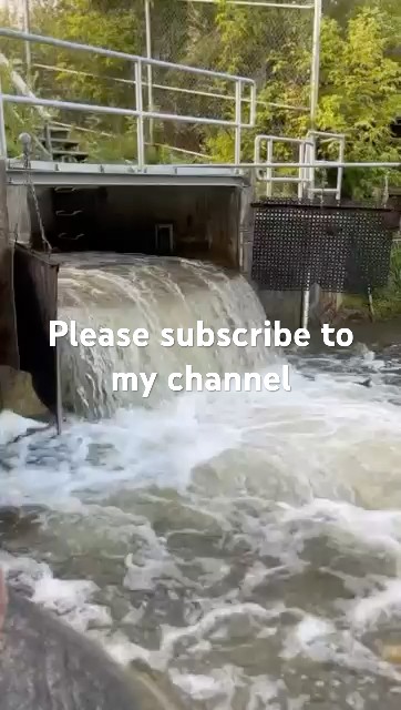 Salmon crossing in a Dam Ontario Canada - YouTube