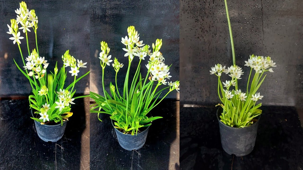 MIND-BLOWING Transformation: Ornithogalum Chincherinchee Bulbs REVEALED ...