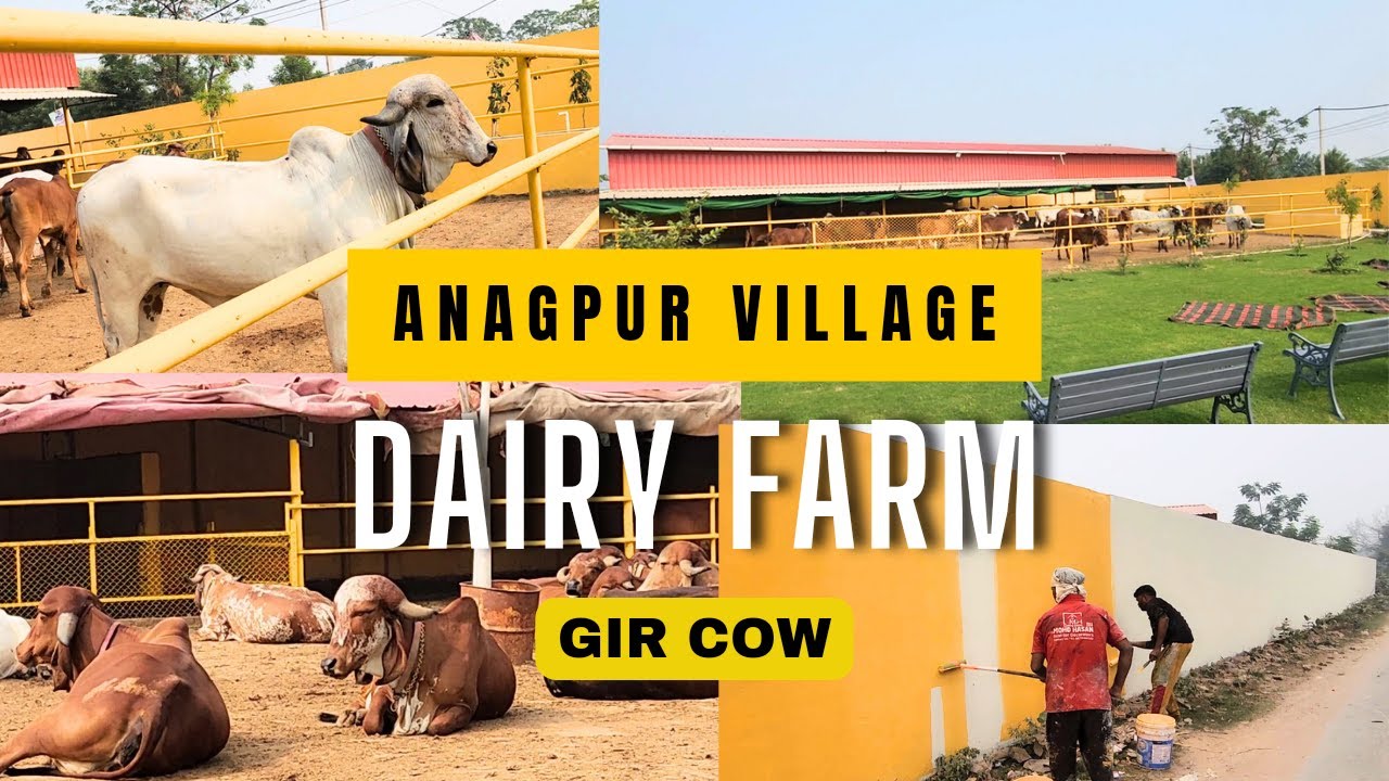 ANAGPUR VILLAGE DAIRY FARM | Gir cow species | Surajkund | vlog#20 ...