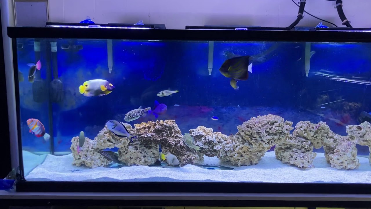 265 gallon Fowlr Saltwater Aquarium - YouTube