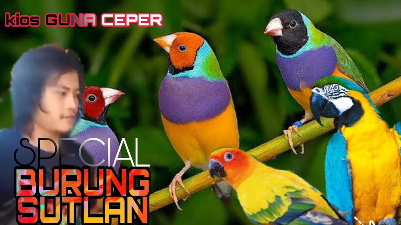 SPECIAL BURUNG SULTAN kios GUNA CEPER READY BERBAGAI JENIS PARROT ...
