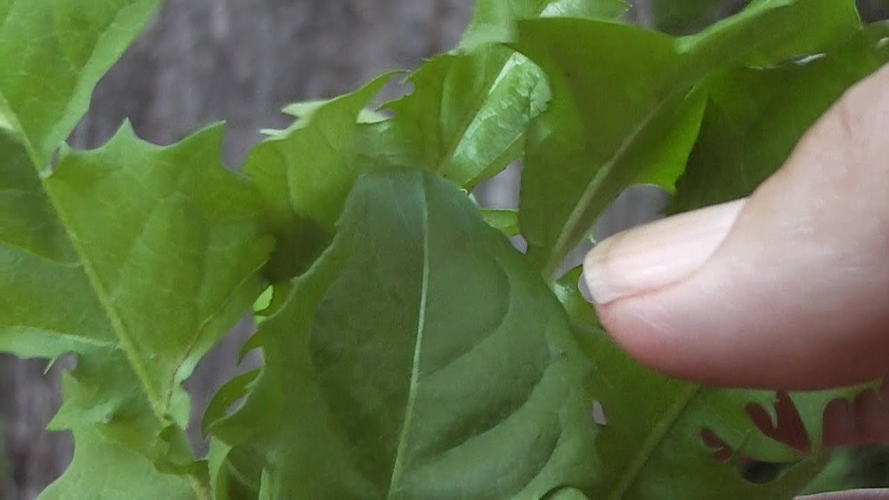 Dandelion Lettuce ლ༼( ͡°╭͜ʖ╮͡ ͡°)༽ - YouTube