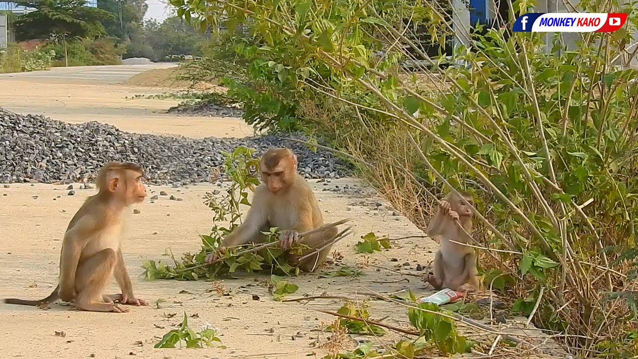 Lovely Kako Family | Three Baby Monkey Happy Playing Outside - YouTube