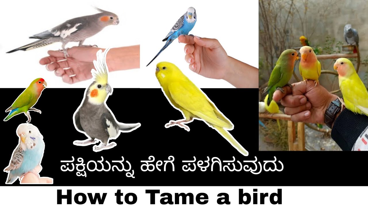 How to Tame a bird | taming birds | step by step process | FINS & WINGS ...