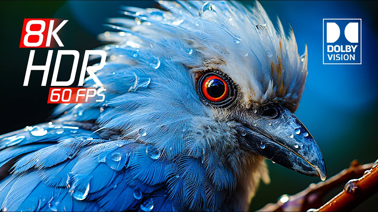 8K HDR Video ULTRA HD | Only Clarity in Dolby Vision - YouTube