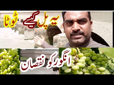 Colorful Japanese Grape Garden- /Siyal TV/Siyyal TV/Pakistani Grapes ...
