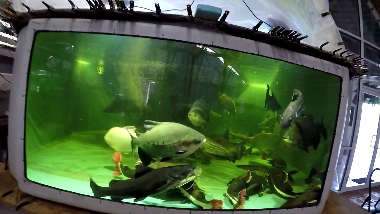 Two Jau catfish, Zungaro zungaro, 3', clip - YouTube