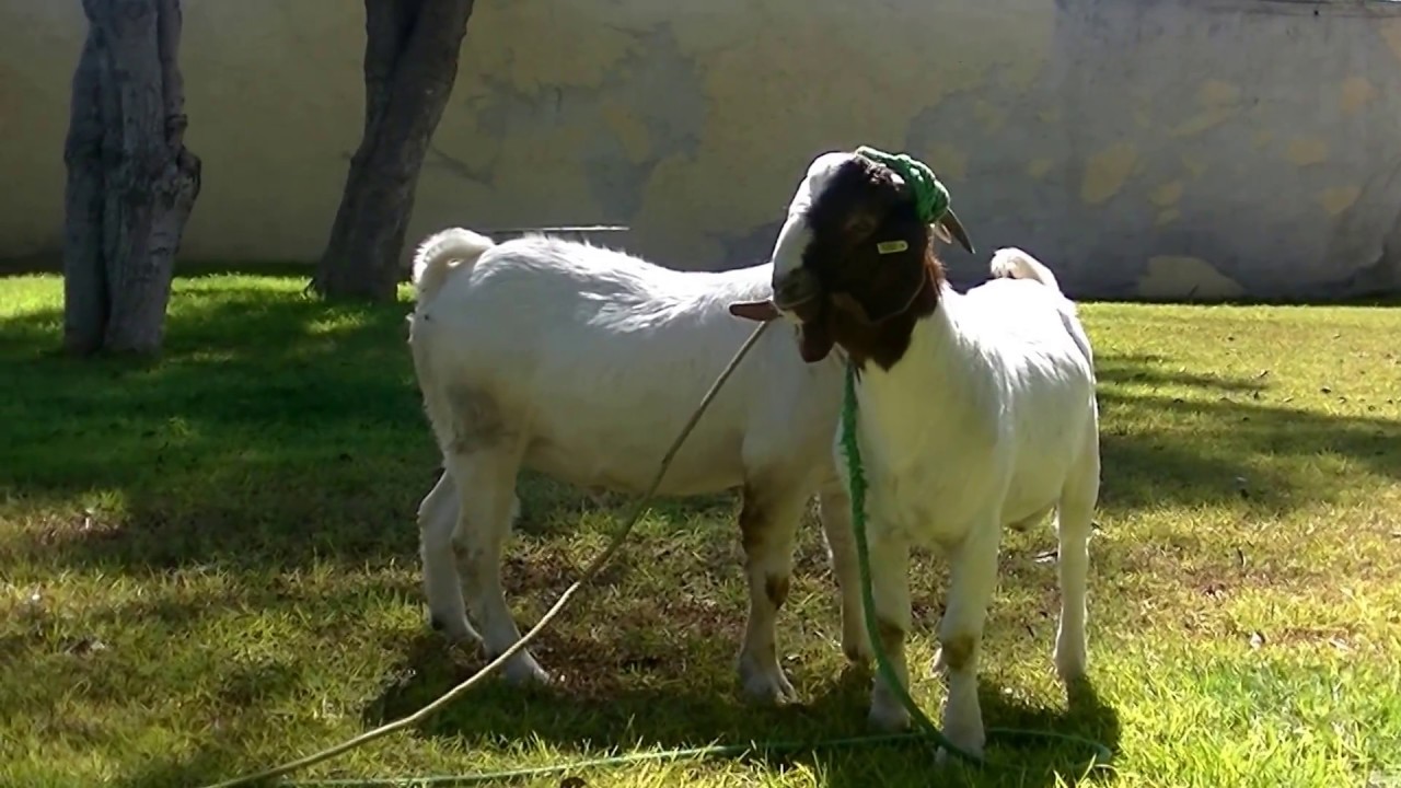 Caprinos boer de registro en Puebla, whats 237 100 2818 - YouTube