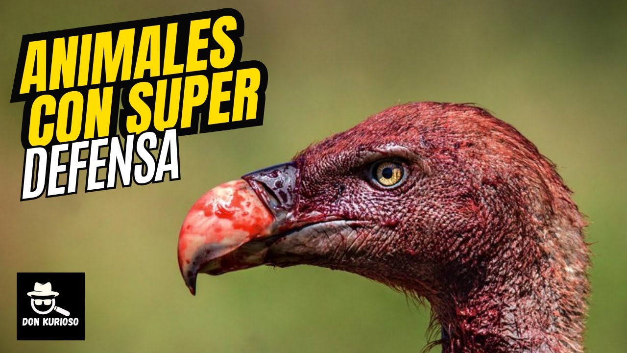 Top 10 de defensa más asquerosas y extrañas de los animales que te ...