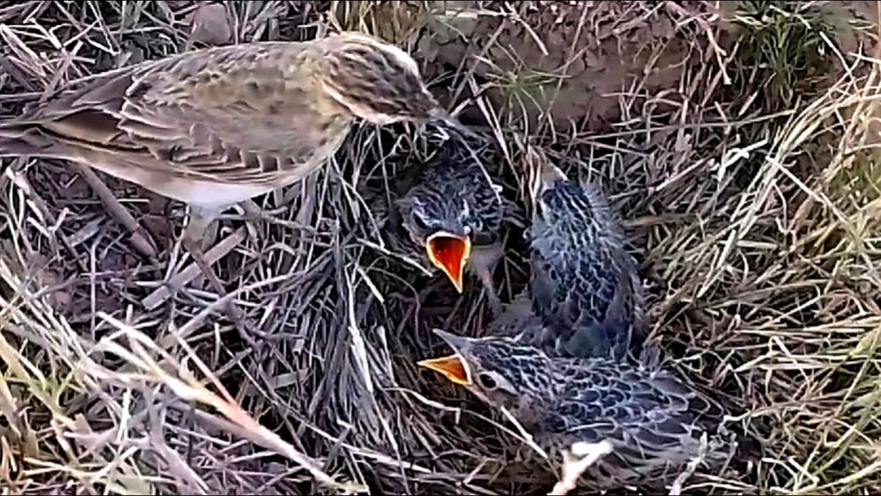 African pipit Birds baby eating food - YouTube