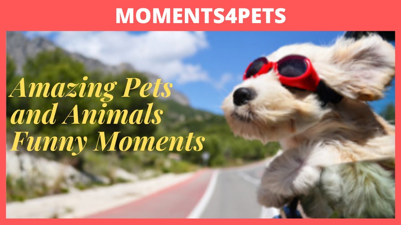 Amazing Pets And Cute Animals Funny Moments #25 - Moments4Pets (2020 ...