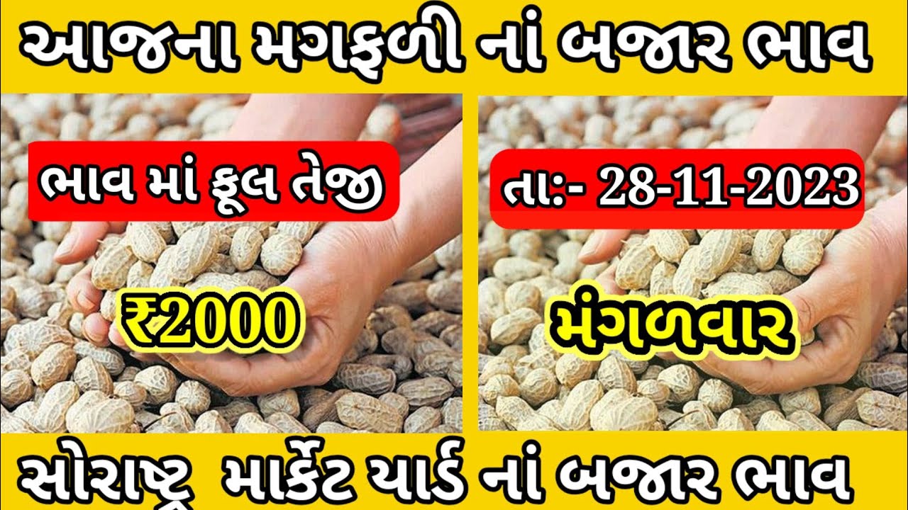 magfali na bhav | 28-11-2023 | આજના મગફળી ના ભાવ | મગફળી ના ભાવ ...