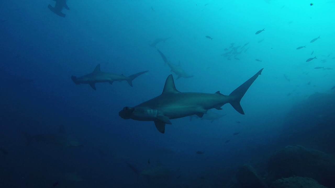 Turtle tries to attract the attention during hammerhead show - YouTube