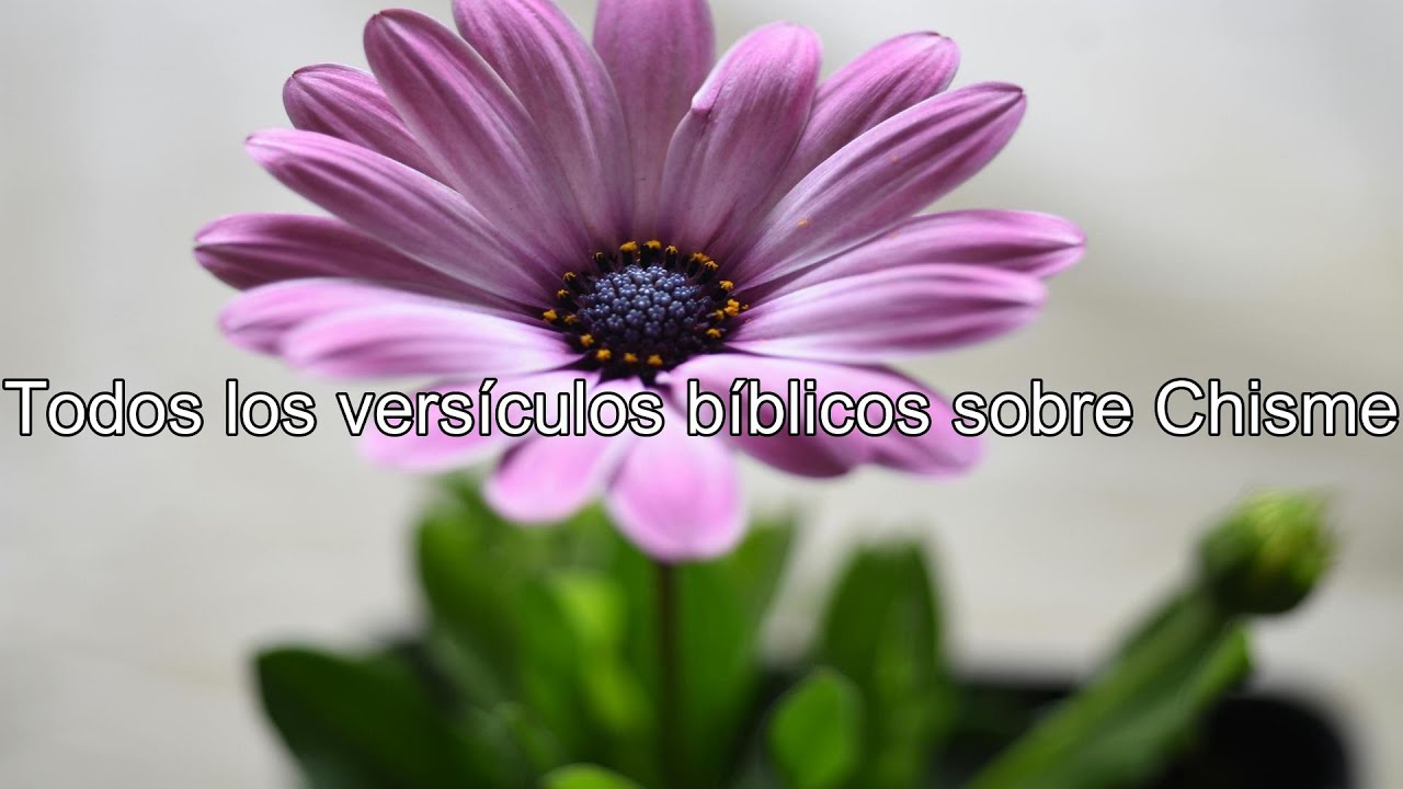Qué dice la Biblia acerca de chisme - Todos los versículos bíblicos ...