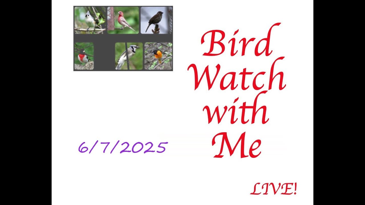 BIRD WATCH 2025 06 07 - YouTube