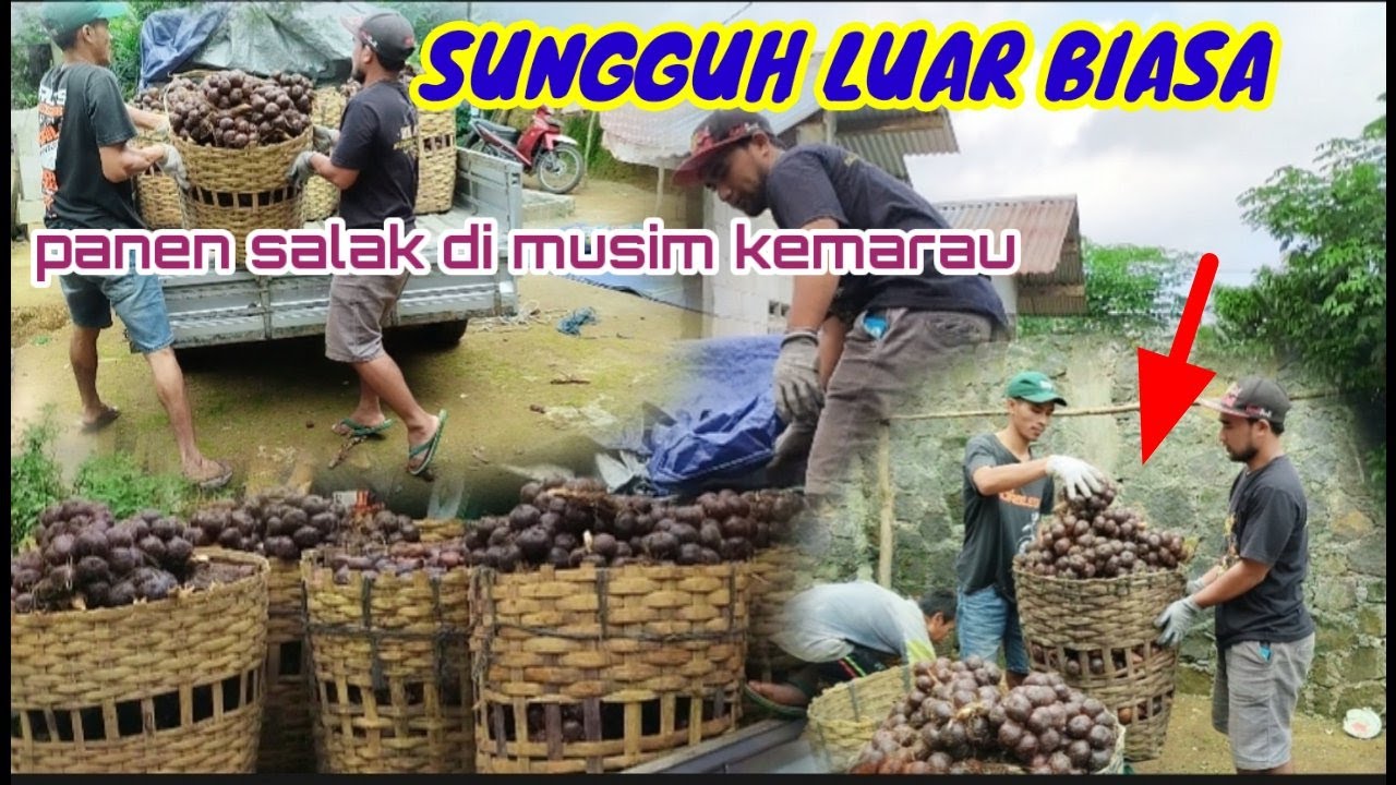 panen salak di musim kemarau, begini kondisi nya, harga salak mahal ...