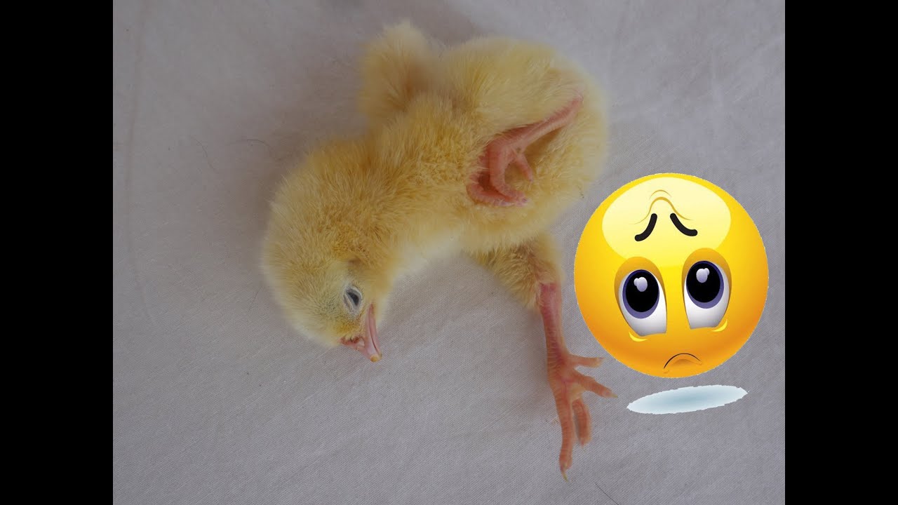 Cómo ayudar a un pollito con problema de patas tutorial - YouTube