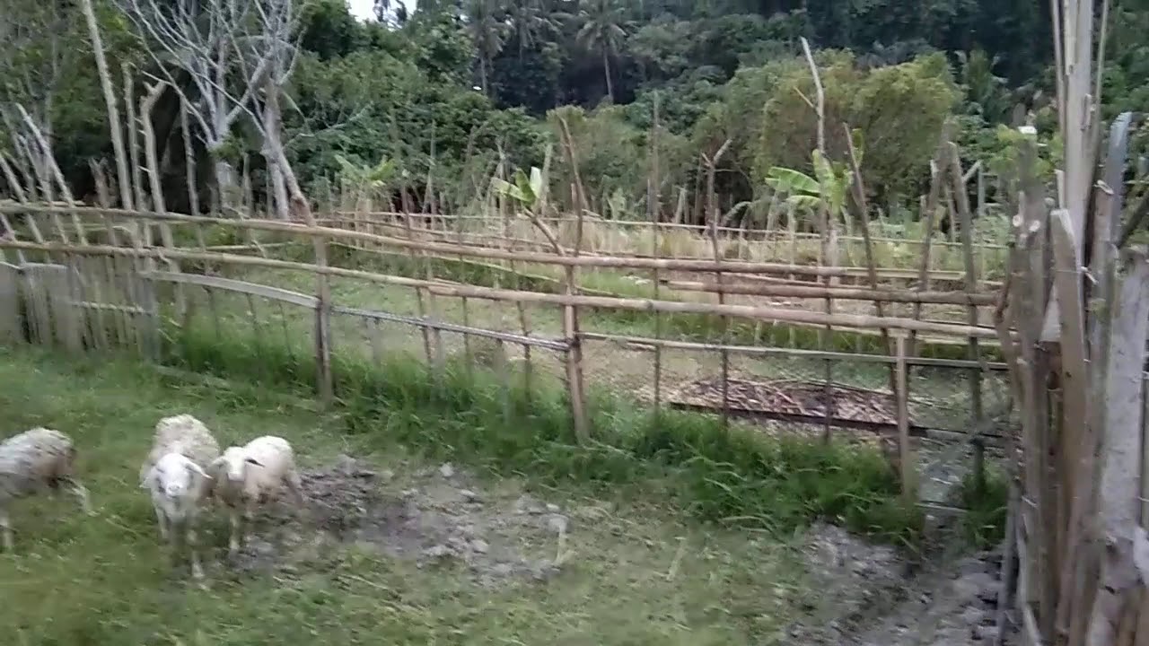 organic free range farm - YouTube