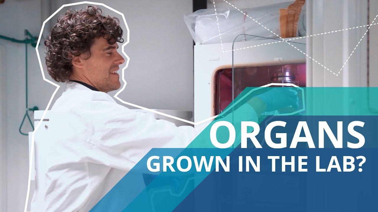 Is it possible to grow human organs in the lab? 🫀 | Quick Question for ...