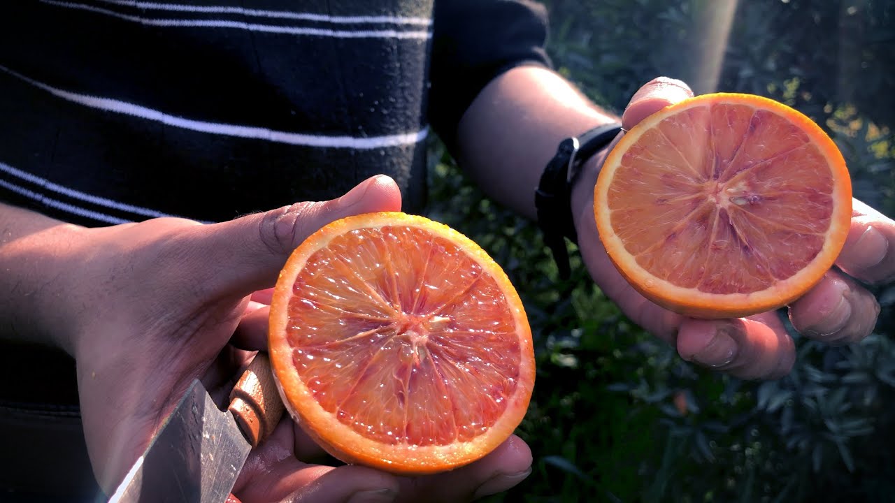 Khanpur Red Blood Malta | Shakri Malta | Mashoor Malta| Malta ka Bagh ...