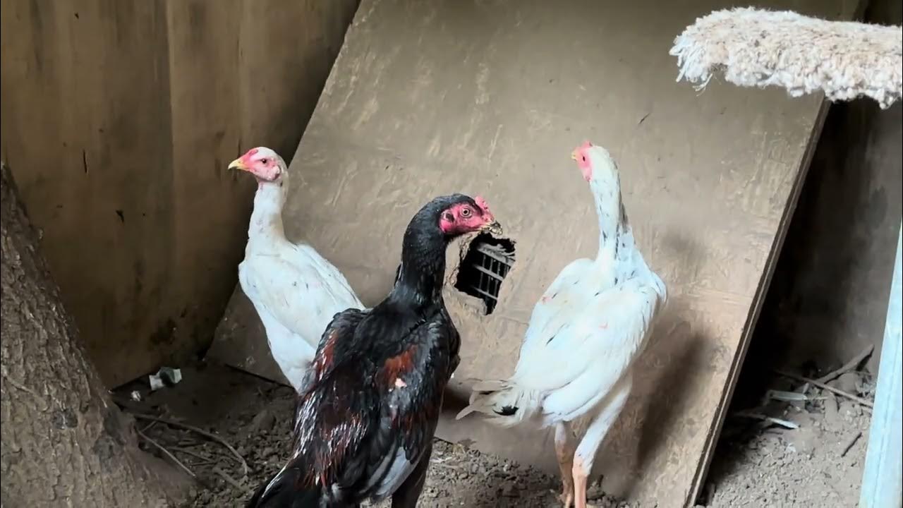 Saib qaib ua si xwb - YouTube