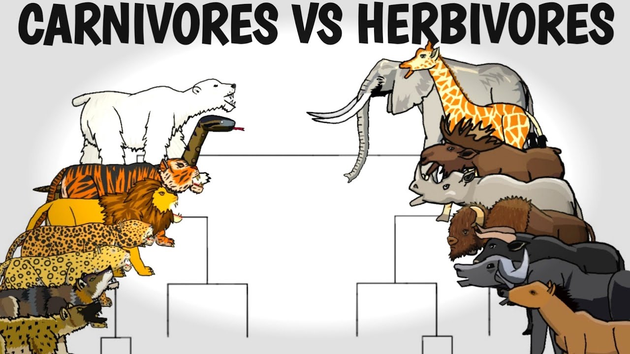 Carnivores Vs Herbivores Tournament Animation Youtube