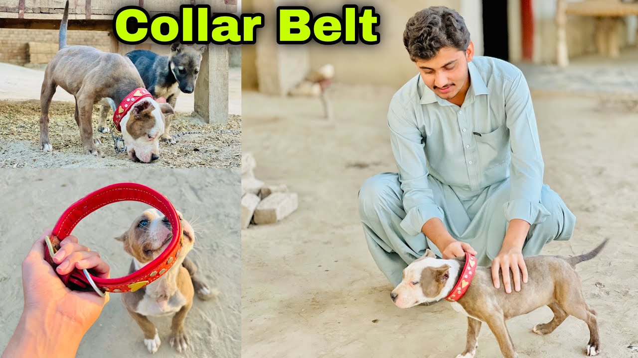 Apni Pitbull Dog Ko New Collar Belt Pehna Dia🐶🎗️😍 - YouTube