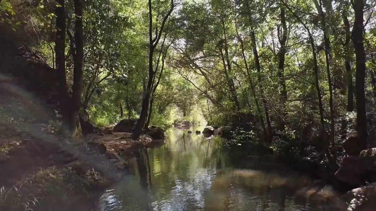 Forest stream in the sunlight | YouTube Videos - YouTube