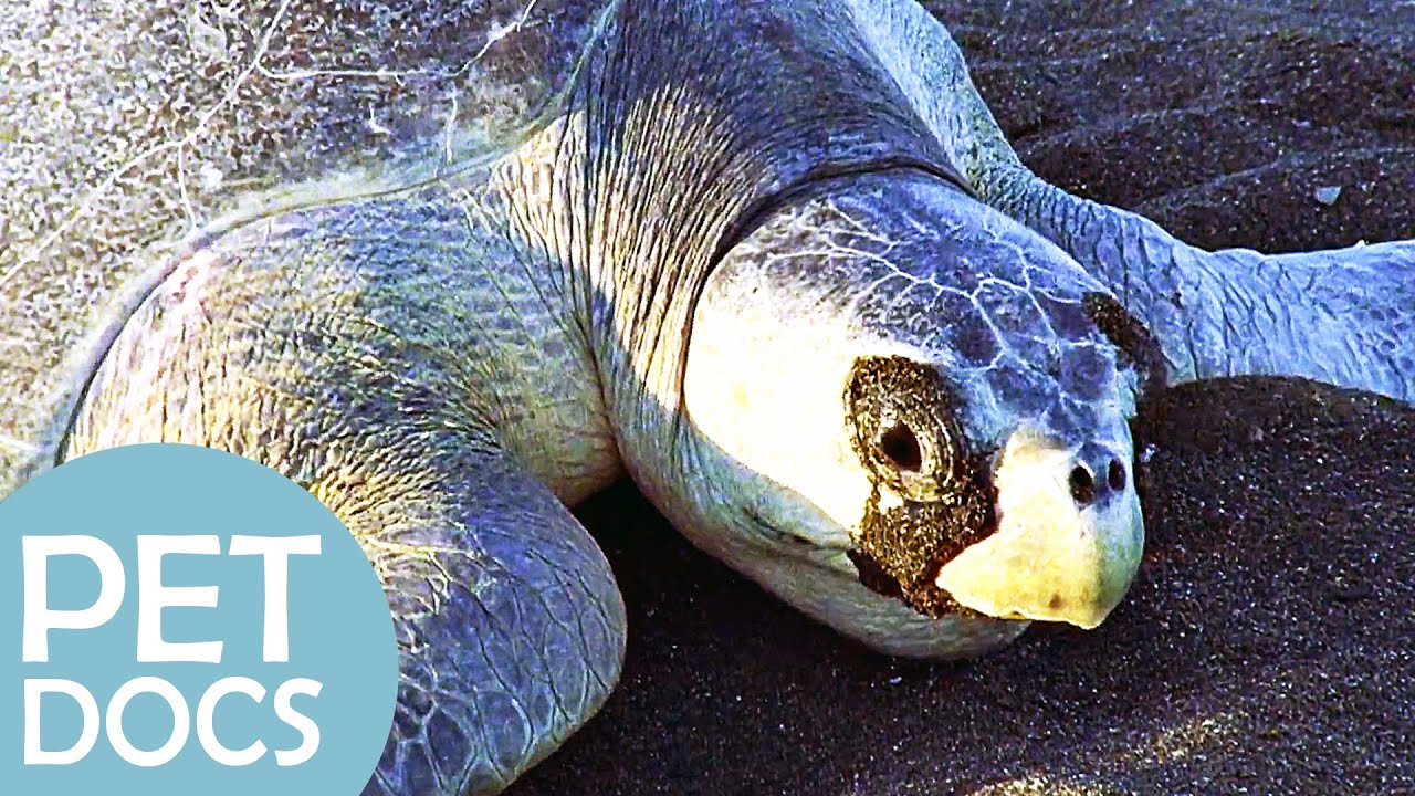 The Demanding Journey of a Newly Hatched Turtle | My Animal Friends ...