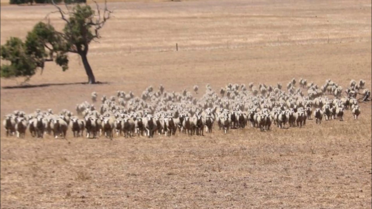 Sheep and Wool Challenge Entry 5 - Reducing Kangaroos by Belinda - YouTube