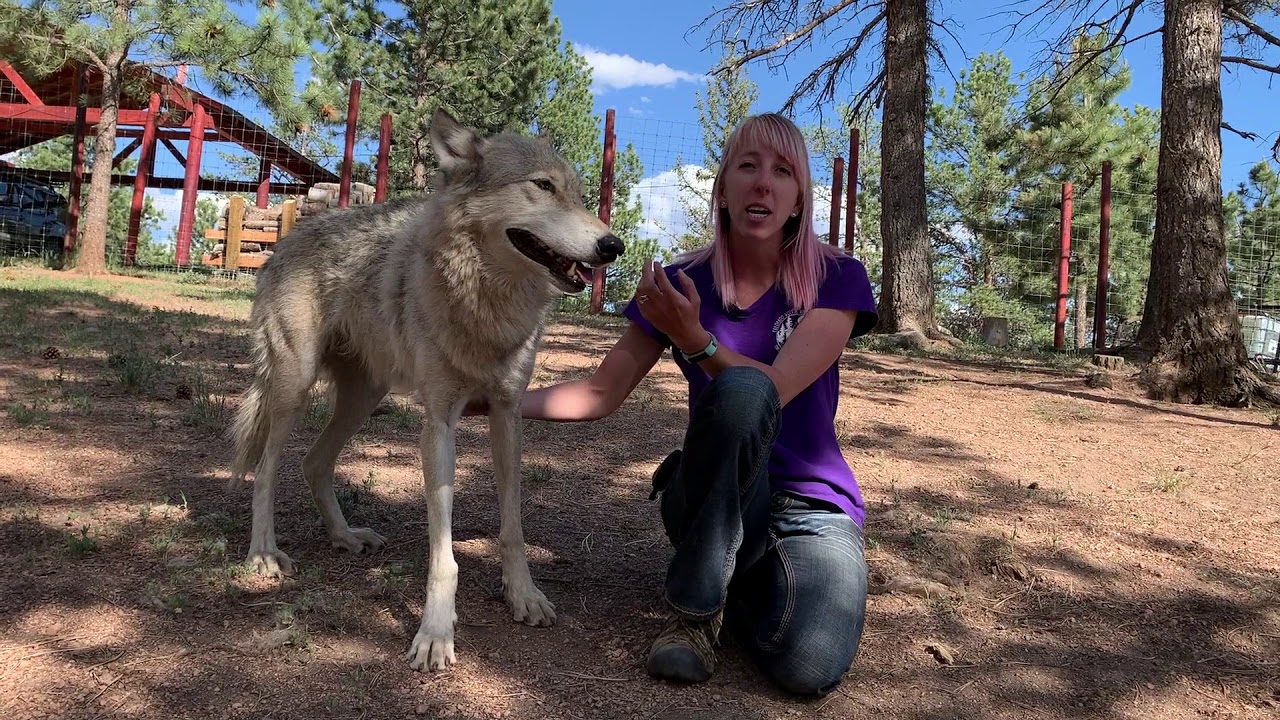 Wolf Wisdom with Erika - Vlog 9 - YouTube