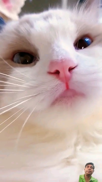 cat meo meo crying #cat #meow #catlover - YouTube