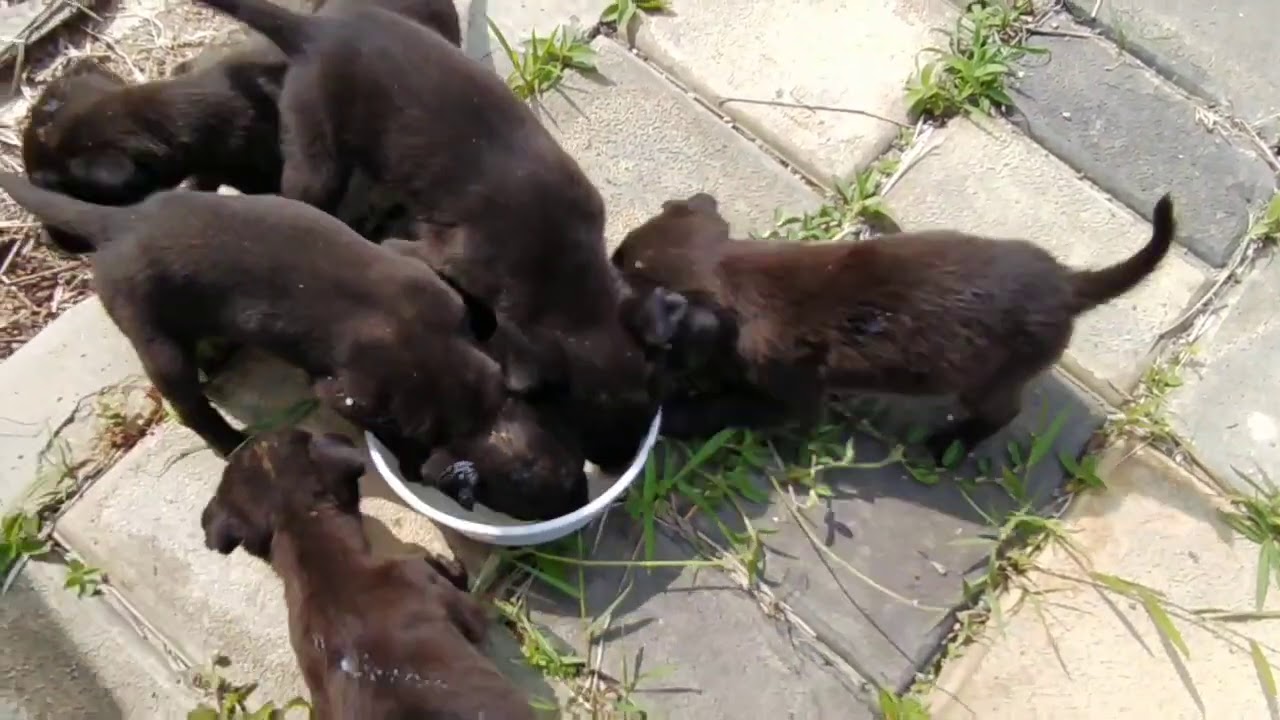 The puppy rescue mission! - YouTube