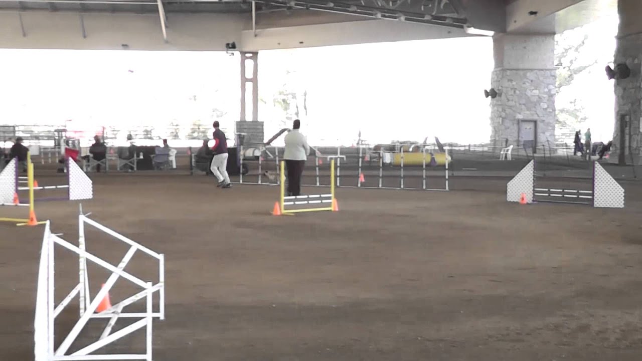 Ken AKC Agility JWW Dec30 2011 City of Industry CA - YouTube