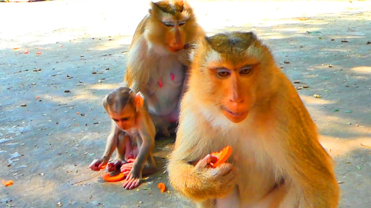 Update: Sweetie MOKA always follows up her beloved Mom, her Cutie ...