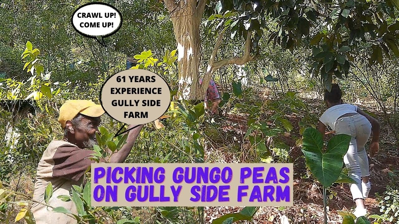 A VISIT TO A GULLY SIDE FARM IN JAMAICA TO PICK GUNGO PEAS| FARM ON THE ...