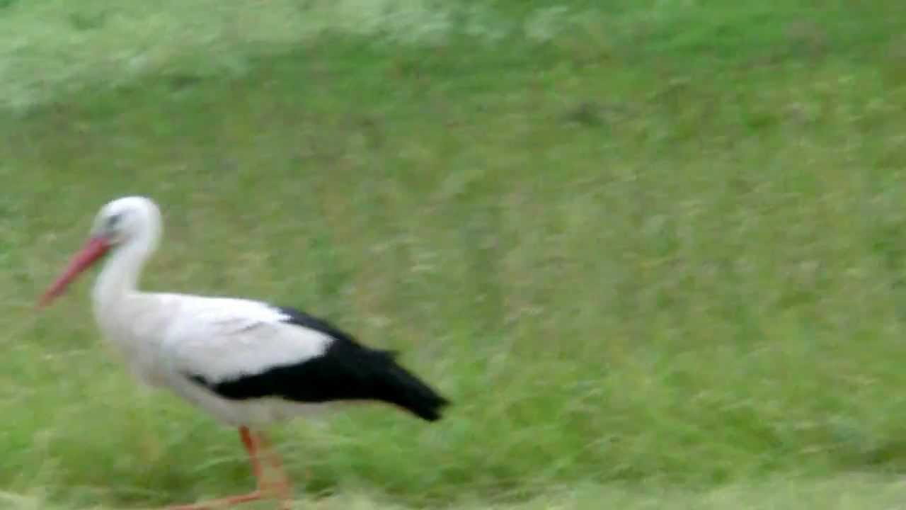 How a Stork Walks in Lithuania - YouTube