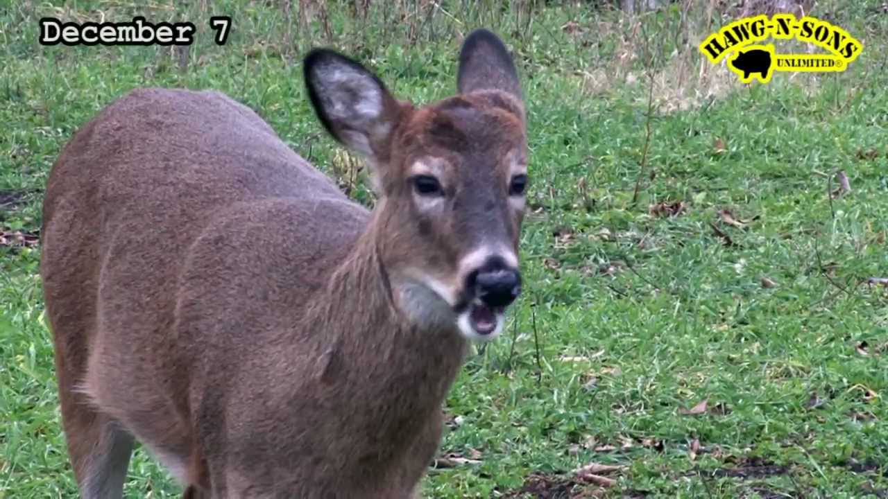 Whitetail Deer Hunting - Future World Class Buck Eating Dwarf Essex ...