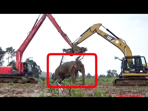 jcb vs elephant fight - YouTube