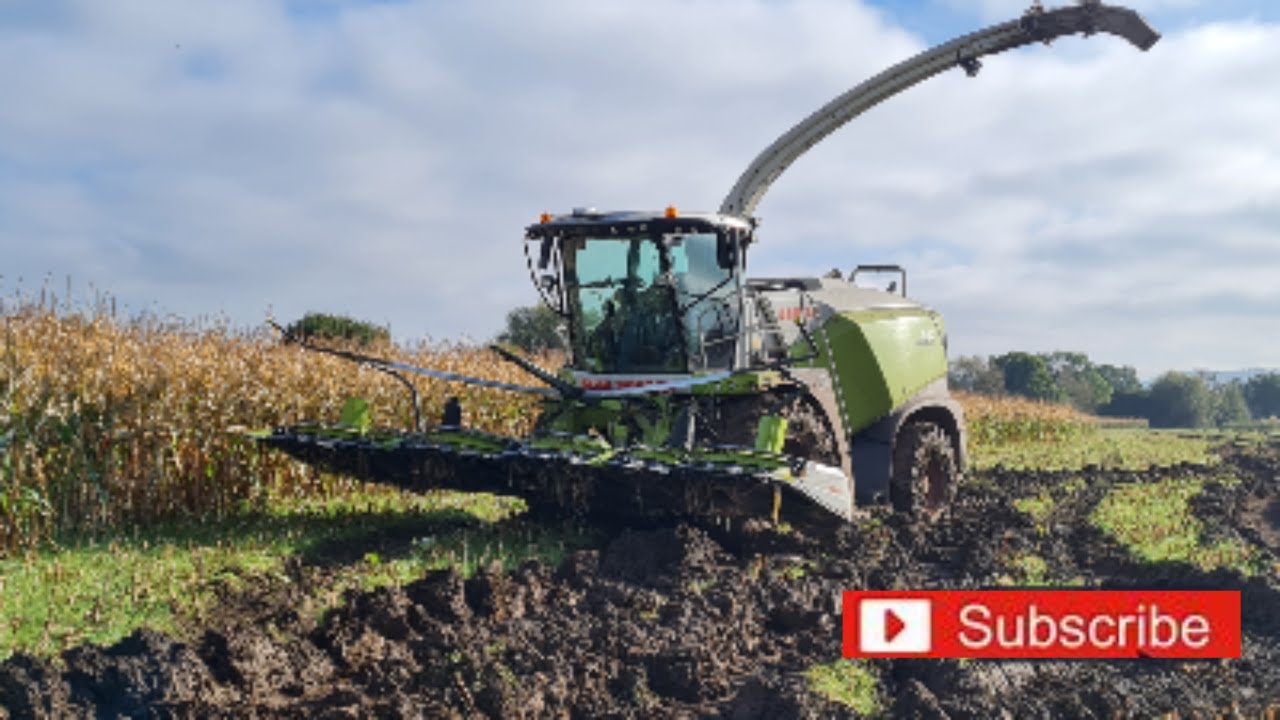maize harvest with will gilder contracting team - YouTube