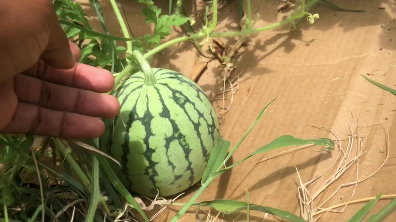 Hand-Pollinated Heirloom Watermelon Fruitset! Kaho & Yeni Dunya - YouTube
