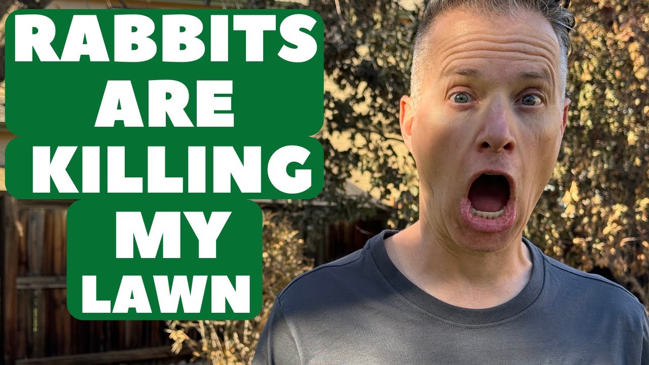 These Rabbits Are Killing My Lawn and Here Is What I'm Going To Do ...