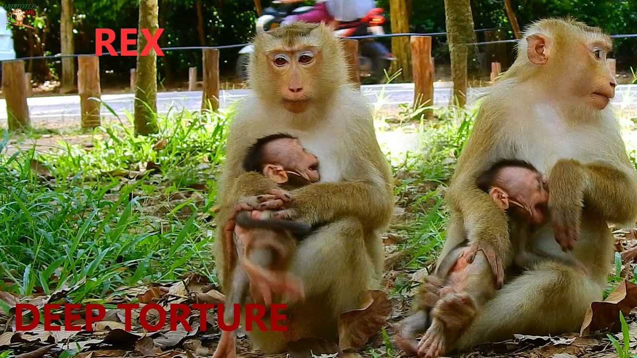 SADNESS FULL BABY REX MILLION CRY HURT DID MOM ROSE FIGHTING TILL CRY ...