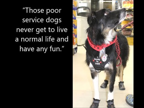 Those poor service dogs are always working - The truth about service ...