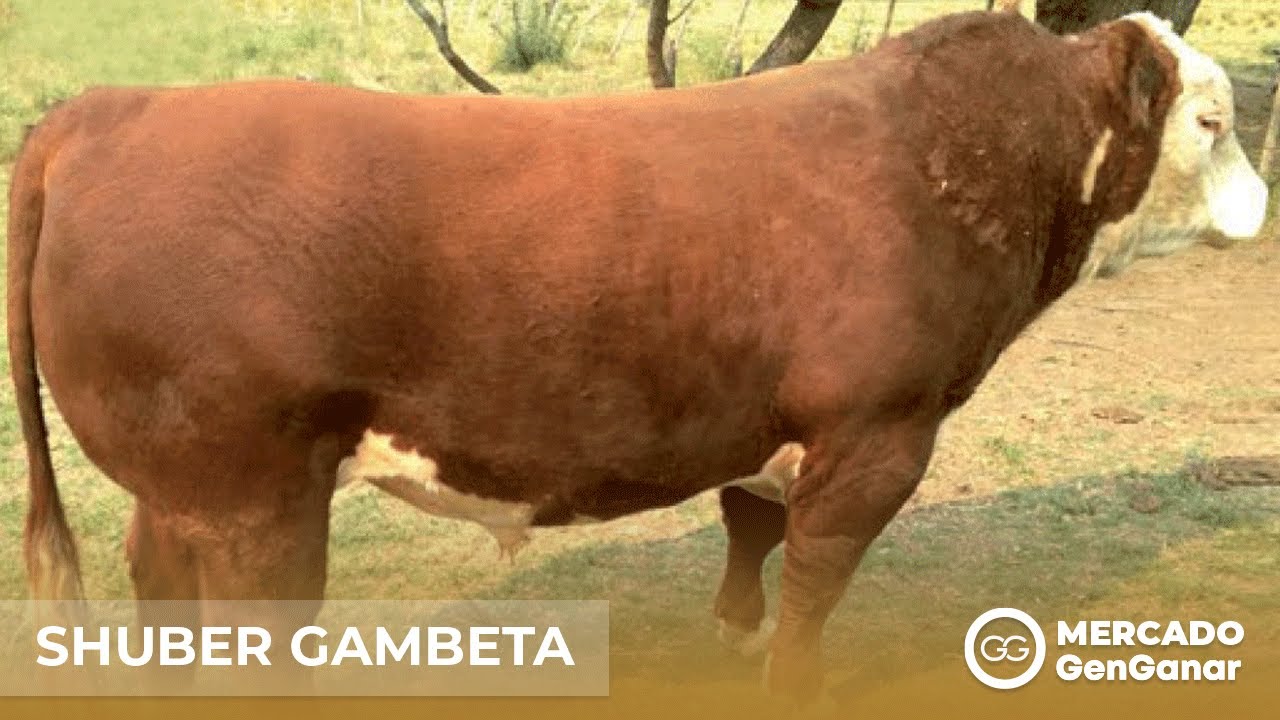 Semen Hereford Shuber Gambeta - YouTube