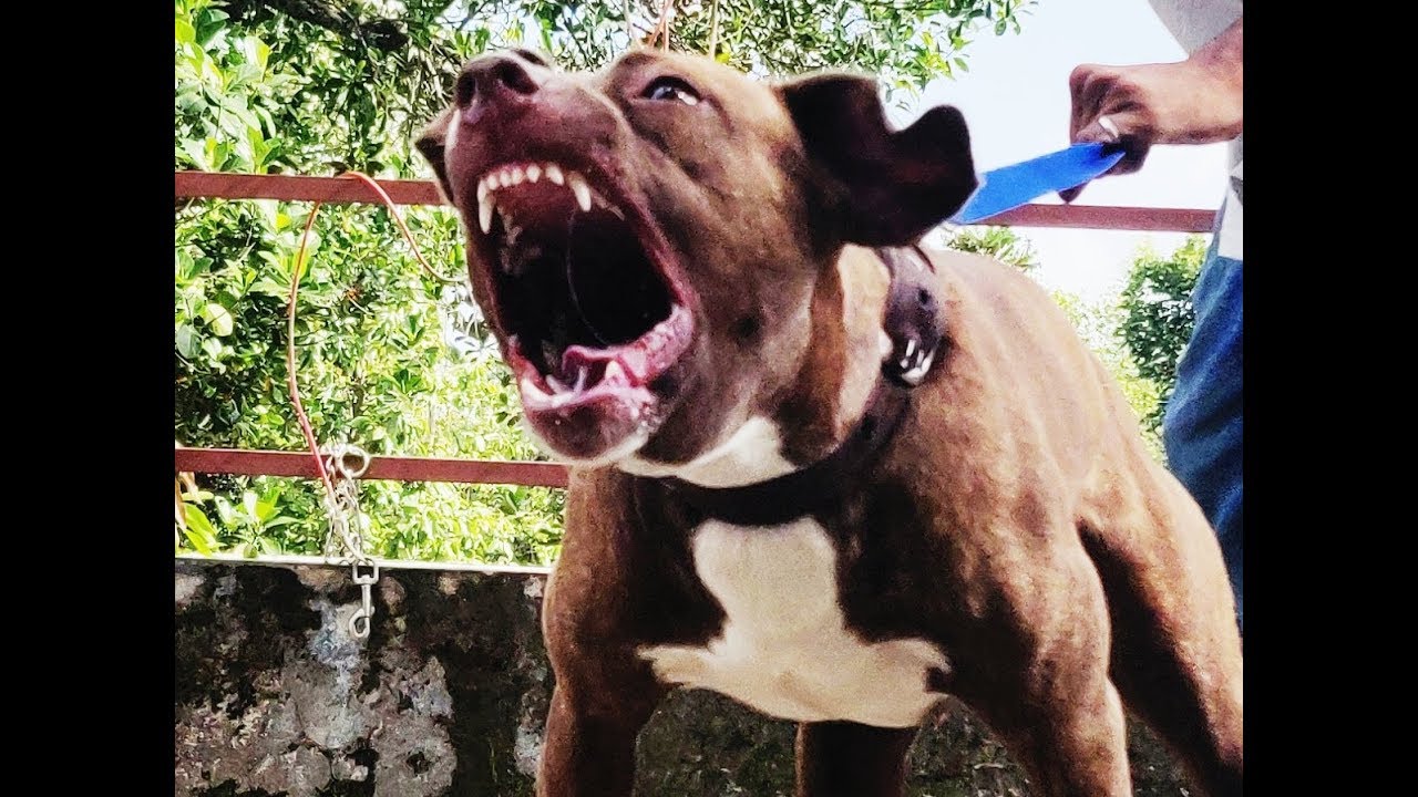 American Pitbull Terrier, Complete Personal Protection Training Video ...