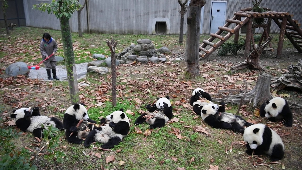 The most pandas you can see in one scene - YouTube