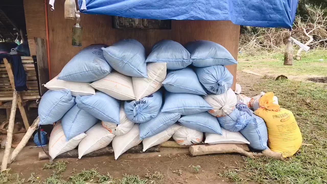 Done harvesting | Abundance | Rice 🍚 - YouTube