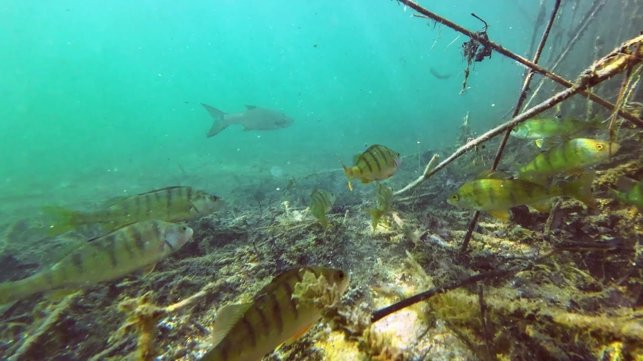 Amazing clear water Lake 4k. Perch, Rudd, Roach, hundreds of fish ...