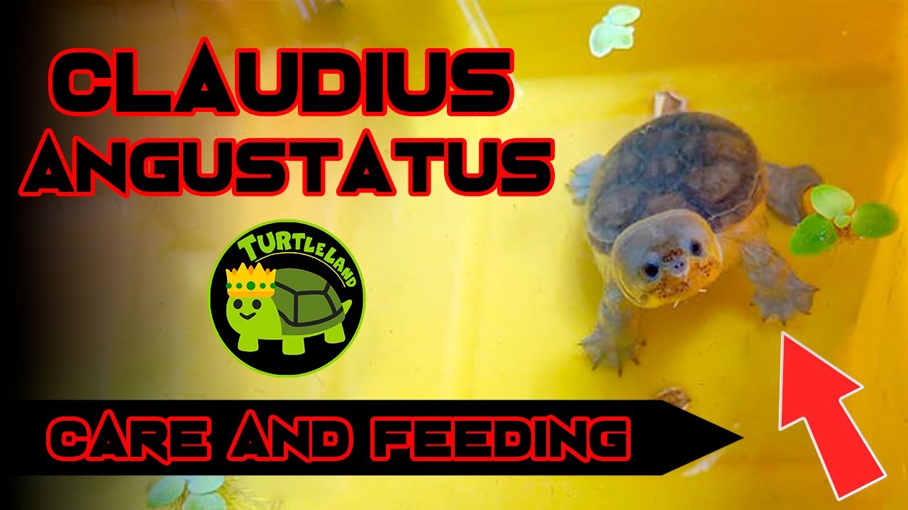 CLAUDIUS ANGUSTATUS COMPLETE CARE AND FEEDING - YouTube